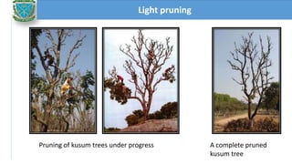 Cultivation techniques of lac insects | PPTX