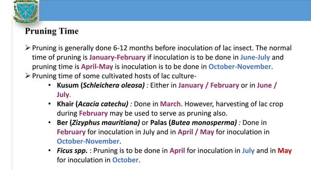 Cultivation techniques of lac insects | PPTX | Agriculture | Industries
