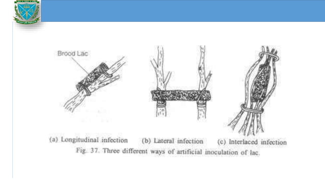 Cultivation techniques of lac insects | PPTX | Agriculture | Industries