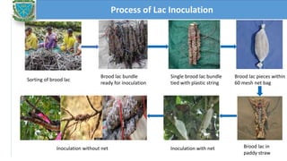 Cultivation techniques of lac insects | PPTX