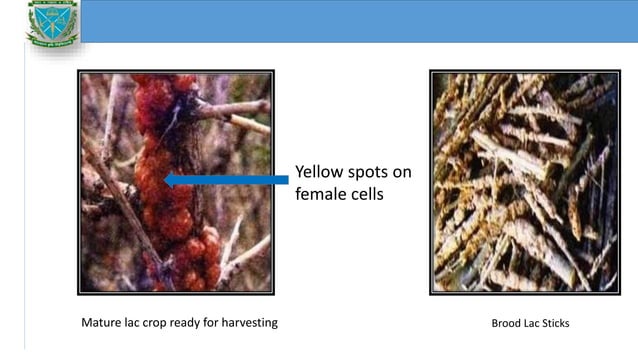 Cultivation techniques of lac insects | PPTX | Agriculture | Industries