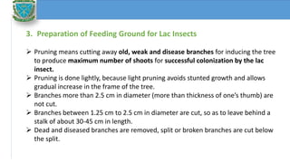Cultivation techniques of lac insects | PPTX
