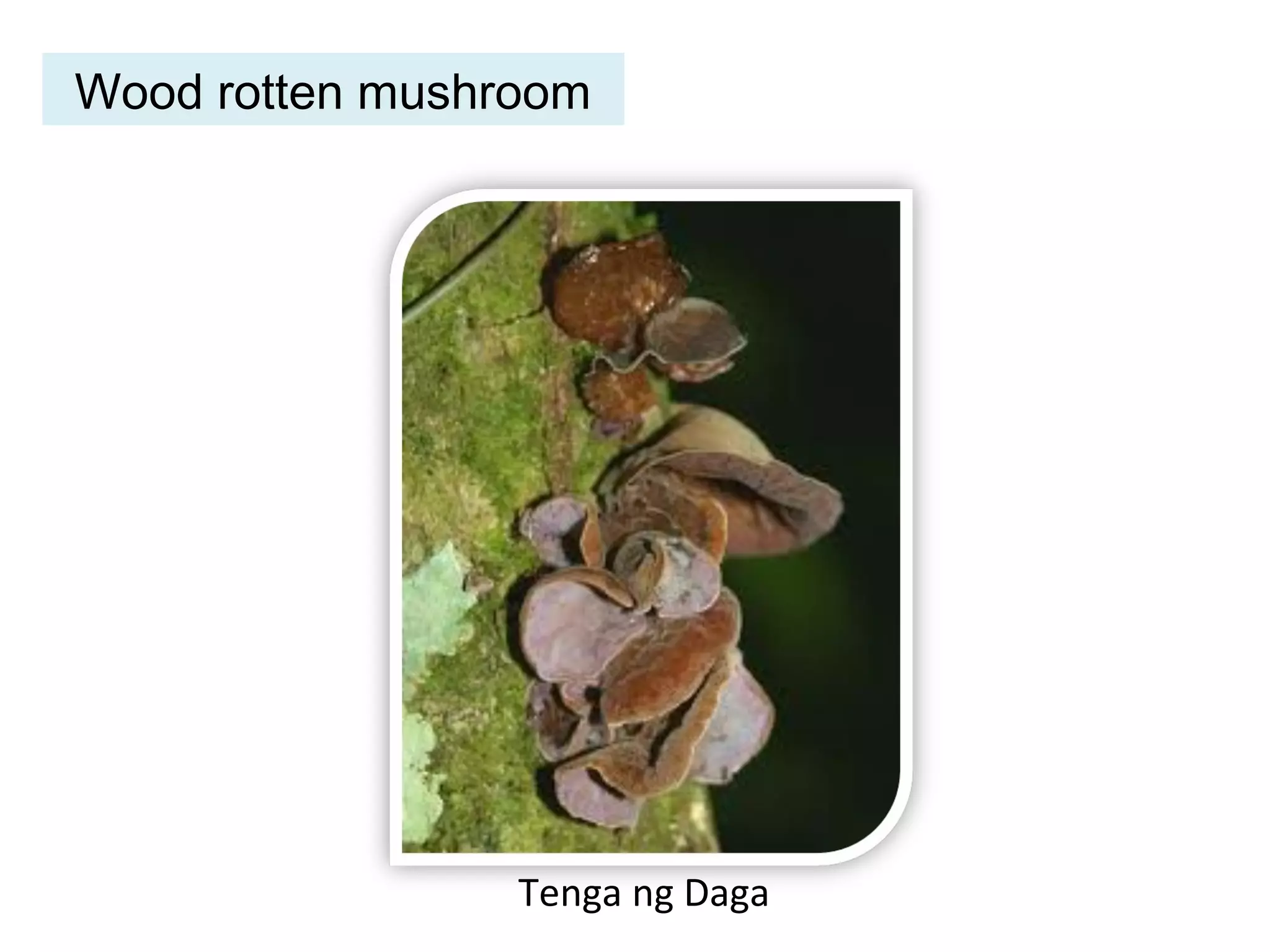 Cultivation Technology of White Oyster Mushroom | PPT