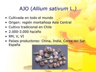 Cultivo ajo | PPT