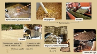 CULTIVO CAFÉ, manejo integrado, plagas y enfermedades | PPTX