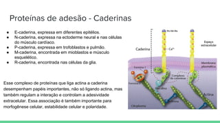 Cultivo celular em 3D - parte 1 (Esferoides teciduais) | PDF