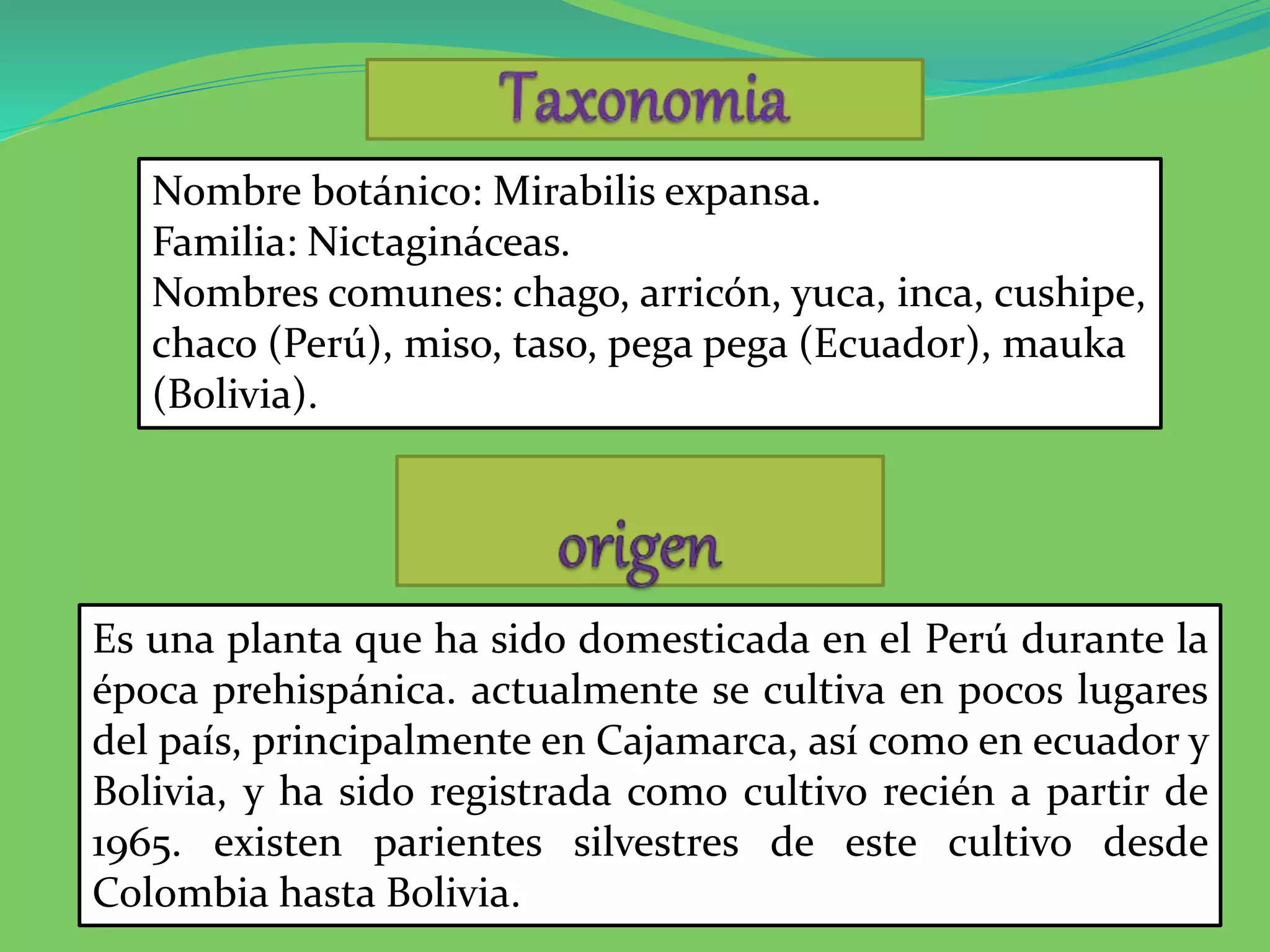 Cultivo Chago | PPTX