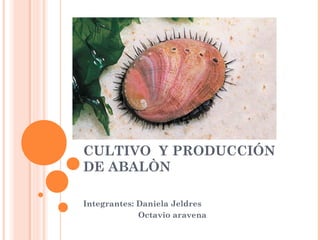 Cultivo de abalon en chile por octaavio aravena y daniela jeldres | PPT
