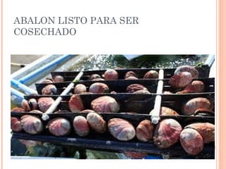 Cultivo de abalon en chile por octaavio aravena y daniela jeldres | PPT