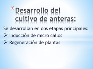 Cultivo de anteras | PPTX
