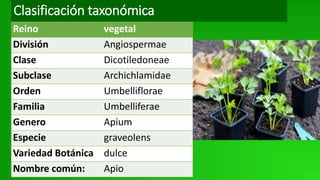 Cultivo de apio (apium graveolens l) | PPTX
