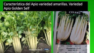 Cultivo de apio (apium graveolens l) | PPTX