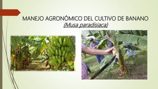 GUÍA DEL BANANO | PPTX