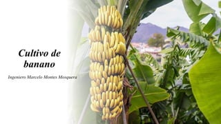 Cultivo de banano, importancia, nutrición.pptx