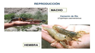 CULTIVO DE CAMARON DE AGUA DULCE EN PERU-TUMBES | PPTX