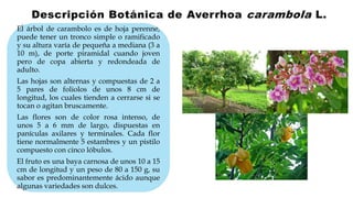 Cultivo de carambola | PPTX