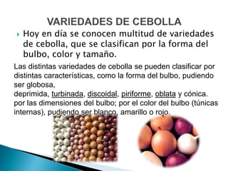 Cultivo de cebolla | PPTX
