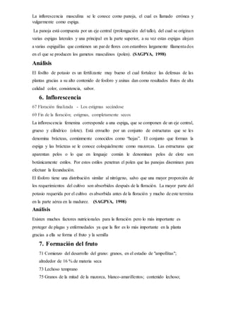 Cultivo de clima smaiz | DOCX