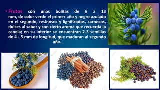 Cultivo de enebro (juniperus comunis) | PPTX