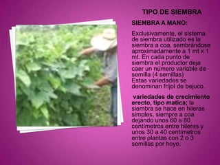 Cultivo de frijol | PPTX