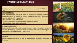 CULTIVO DE GIRASOL EN LA UAGRM FCA 2025.pptx