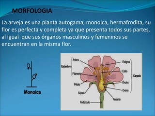 cultivo de la arveja en extenciones .ppt