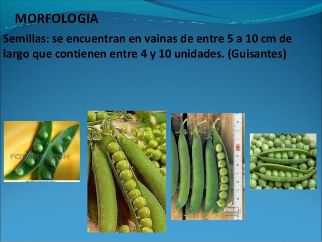 Cultivo de la arveja ii