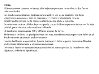 Cultivo de la frambuesa. | PPTX