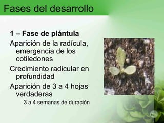Cultivo de lechuga | PPT