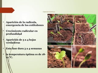 cultivo de lechuga.su etapas de vida y produccionpptx | PPTX