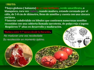 CULTIVO DEL GRANADO "MANEJO AGRONOMICO Y FITOSANITARIO" 2020 | PPT