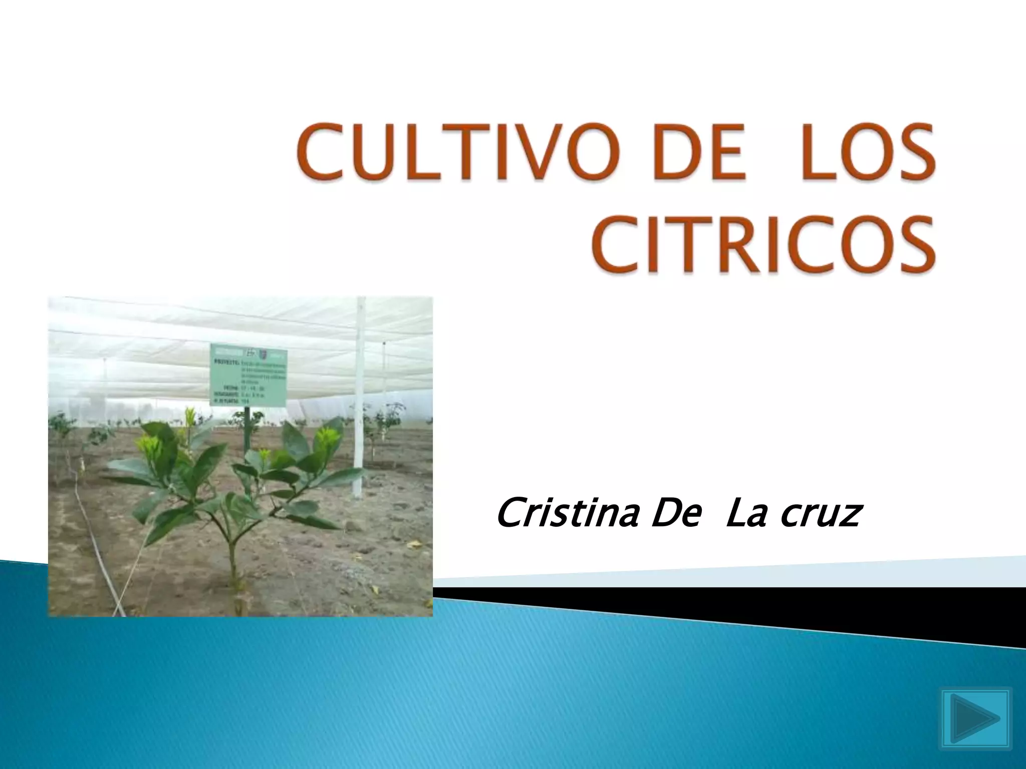 Cultivo De Los Citricos Ii Ppt