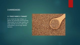 Cultivo del trigo Triticum 1er corte.pptx