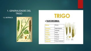 Cultivo del trigo Triticum 1er corte.pptx