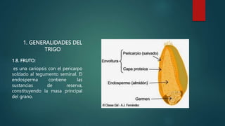 Cultivo del trigo Triticum 1er corte.pptx