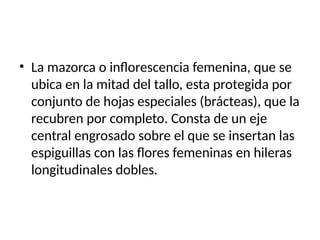 EL CULTIVO DE MAIZ Y SU MANEJO EN PARAGUAY | PPTX