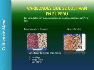 Cultivo de maní final | PPT