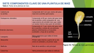 Cultivo de Maíz.pptx