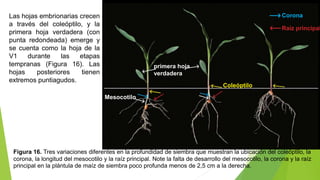 Cultivo de Maíz.pptx