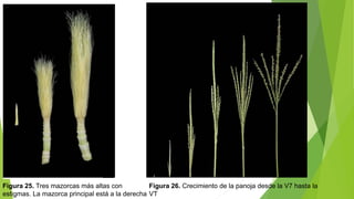Cultivo de Maíz.pptx