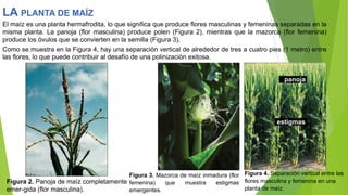 Cultivo de Maíz.pptx