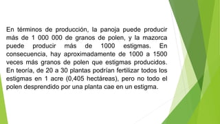 Cultivo de Maíz.pptx