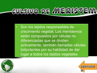 Cultivo de meristemos | PPTX