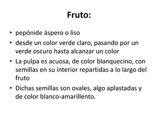 Cultivo De Pepino | PPTX