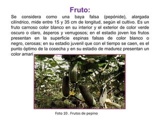 Cultivo de pepino | PPTX