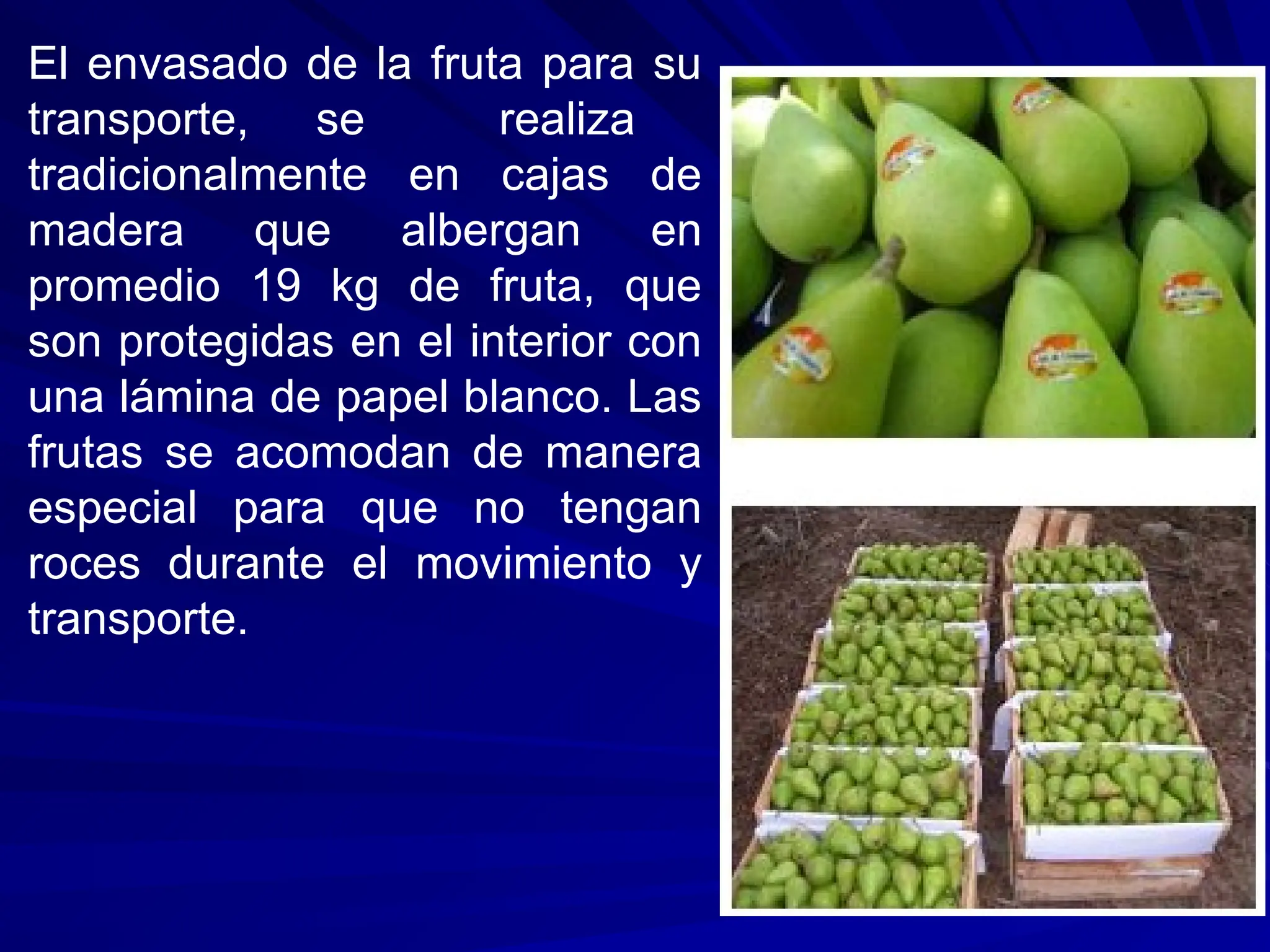 CULTIVO DE PERA, manejo y fertizacion de toda las prácticas de su ...