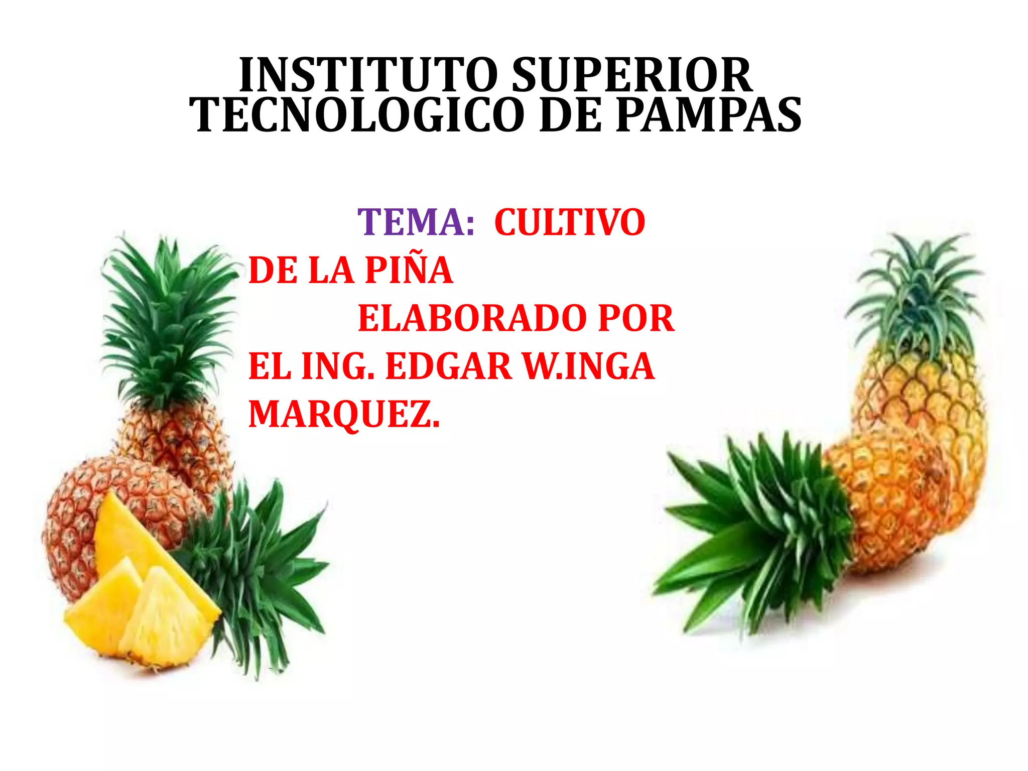 cultivo de piña.pdf