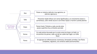 Cultivo de rosas | PPTX