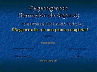 Cultivo de tejidosvegetales | PPT