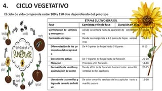 CULTIVO GIRASOL diapositivas.pdf